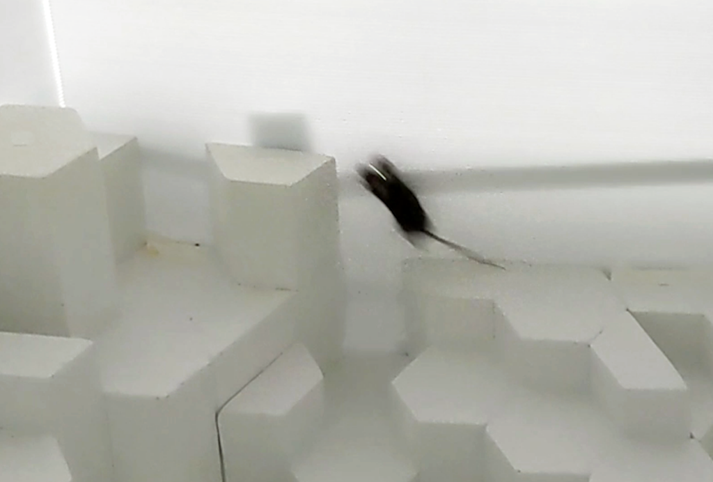 Lightweight system captures brain activity while mice jump | Spectrum ...